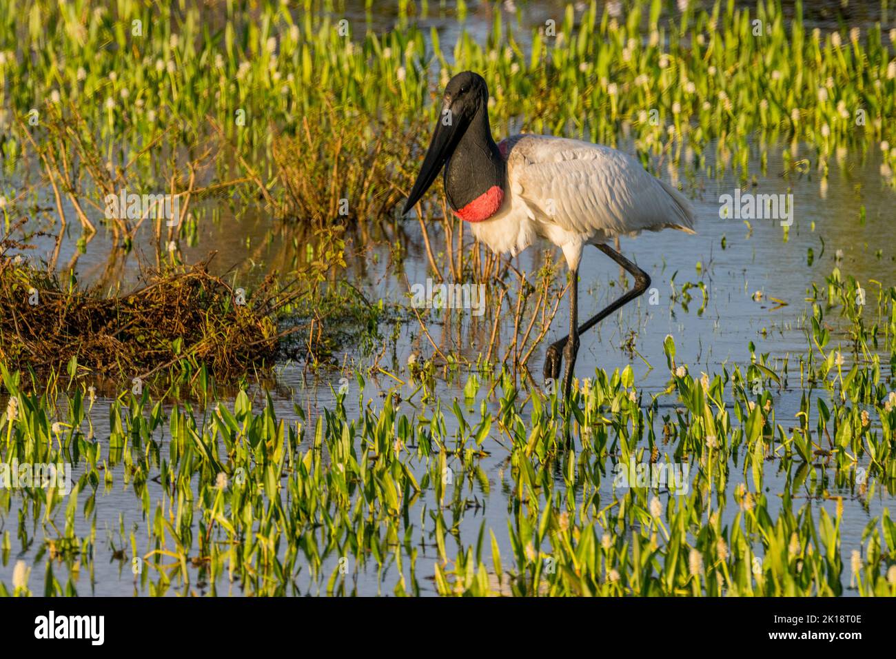 A Jabiru stork (Jabiru mycteria) is looking for food in a wetland near ...