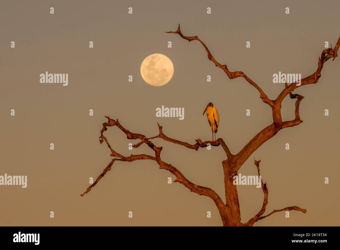 A Wood stork (Mycteria americana) is roosting in a dead tree near the ...