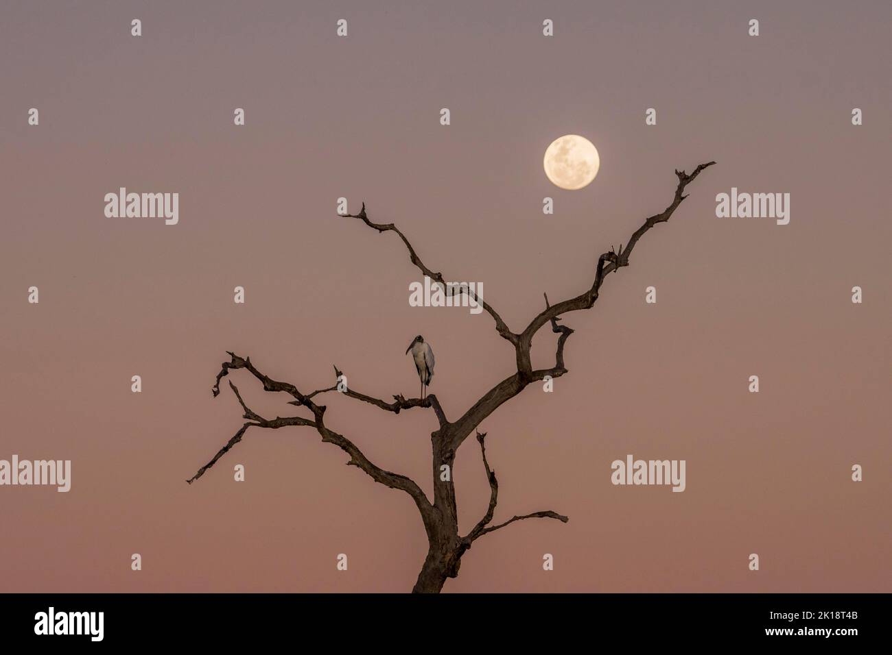 A Wood stork (Mycteria americana) is roosting in a dead tree near the ...