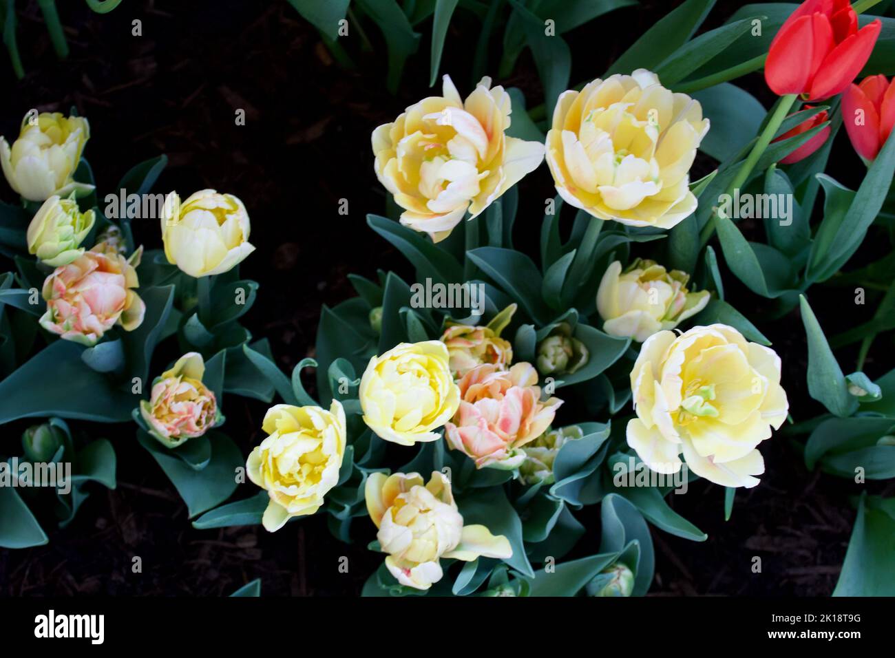 Pink and yellow tulips Stock Photo - Alamy