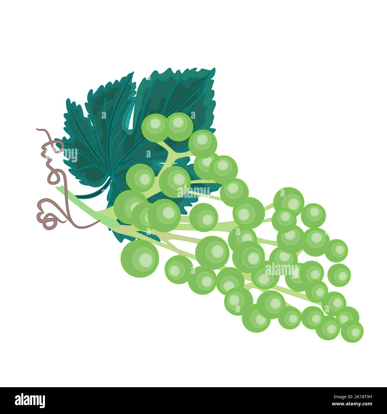 Grapevine background twig with leaves vector illustration Stock Vector ...