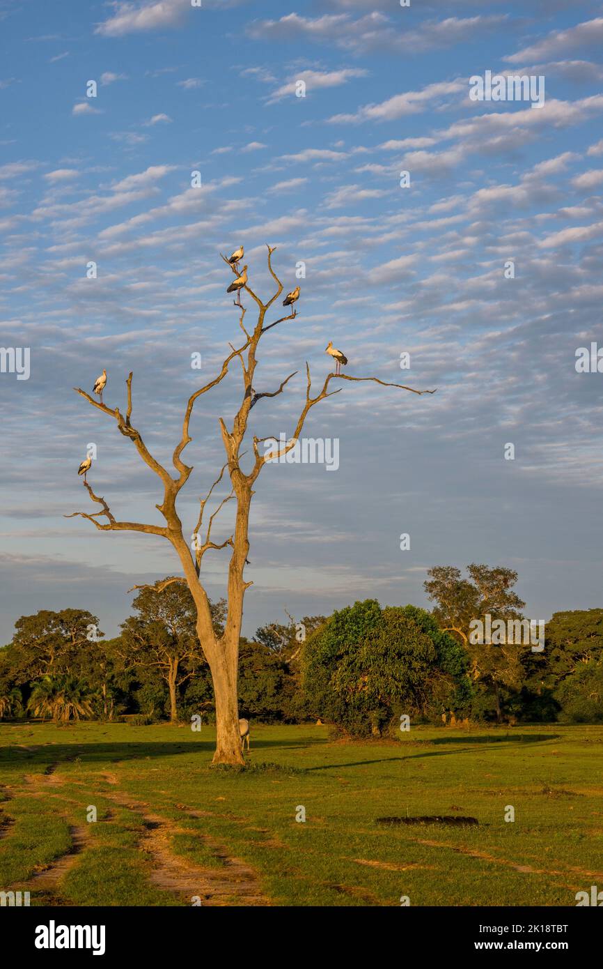 Maguari Storks (Ciconia maguari) roosting for the night in a dead tree ...
