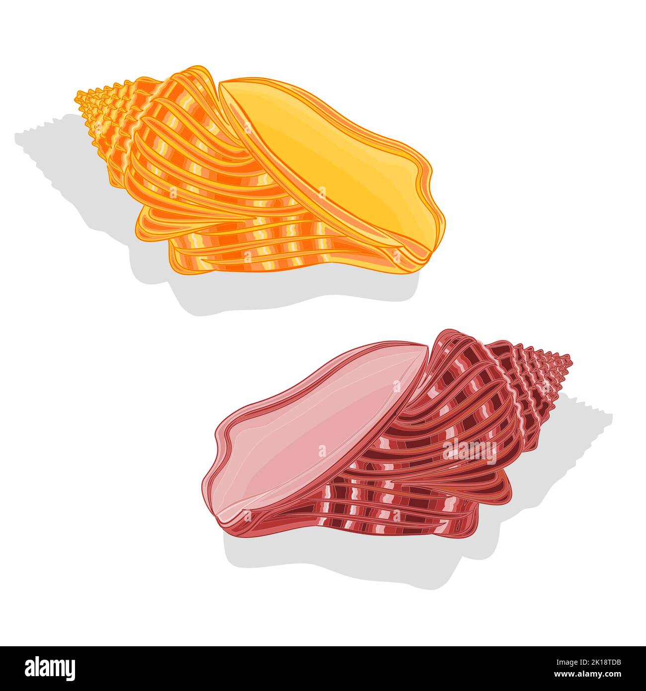 Two Sea shells Vector Illustration Stock Vector Image & Art - Alamy