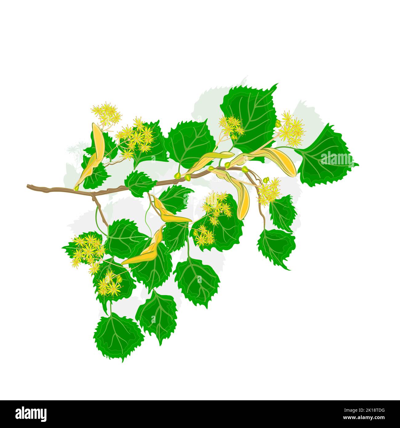 Linden twig with flowers vector illustration Stock Vector Image & Art ...