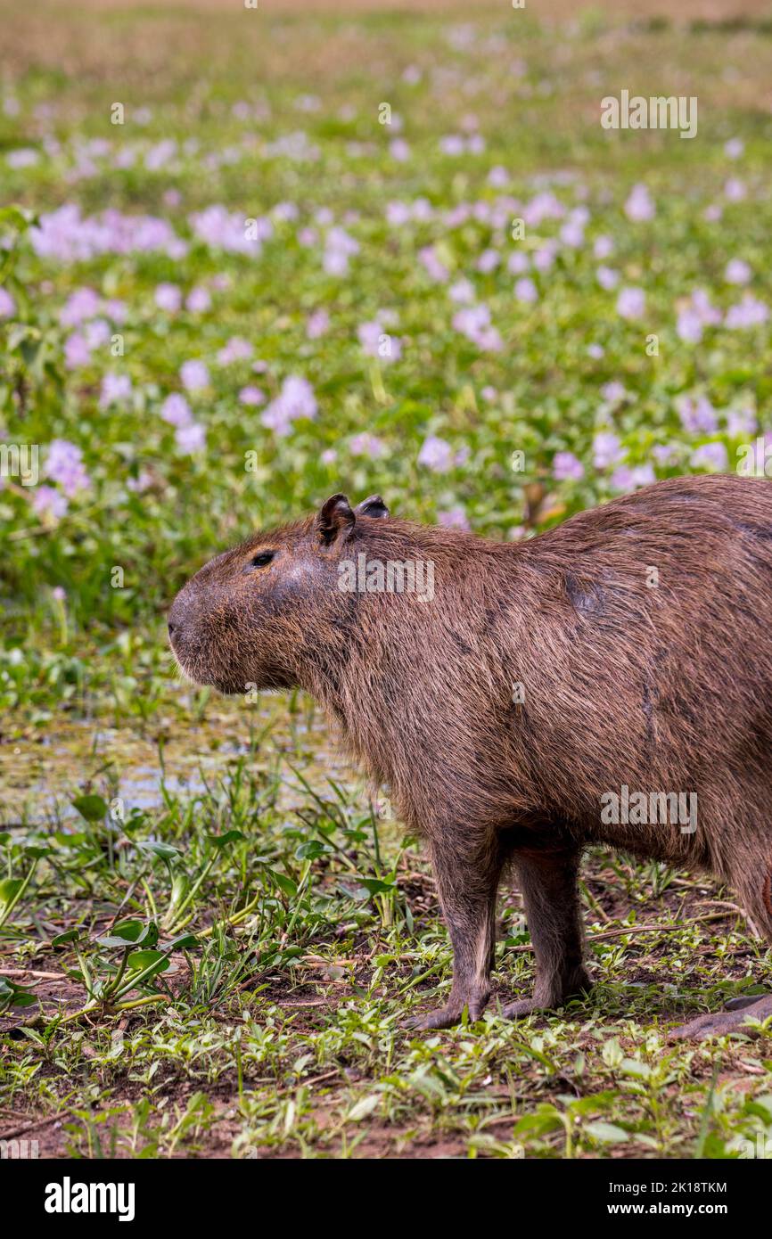 A male capybara (Hydrochoerus hydrochaeris) near the Piuval Lodge in ...