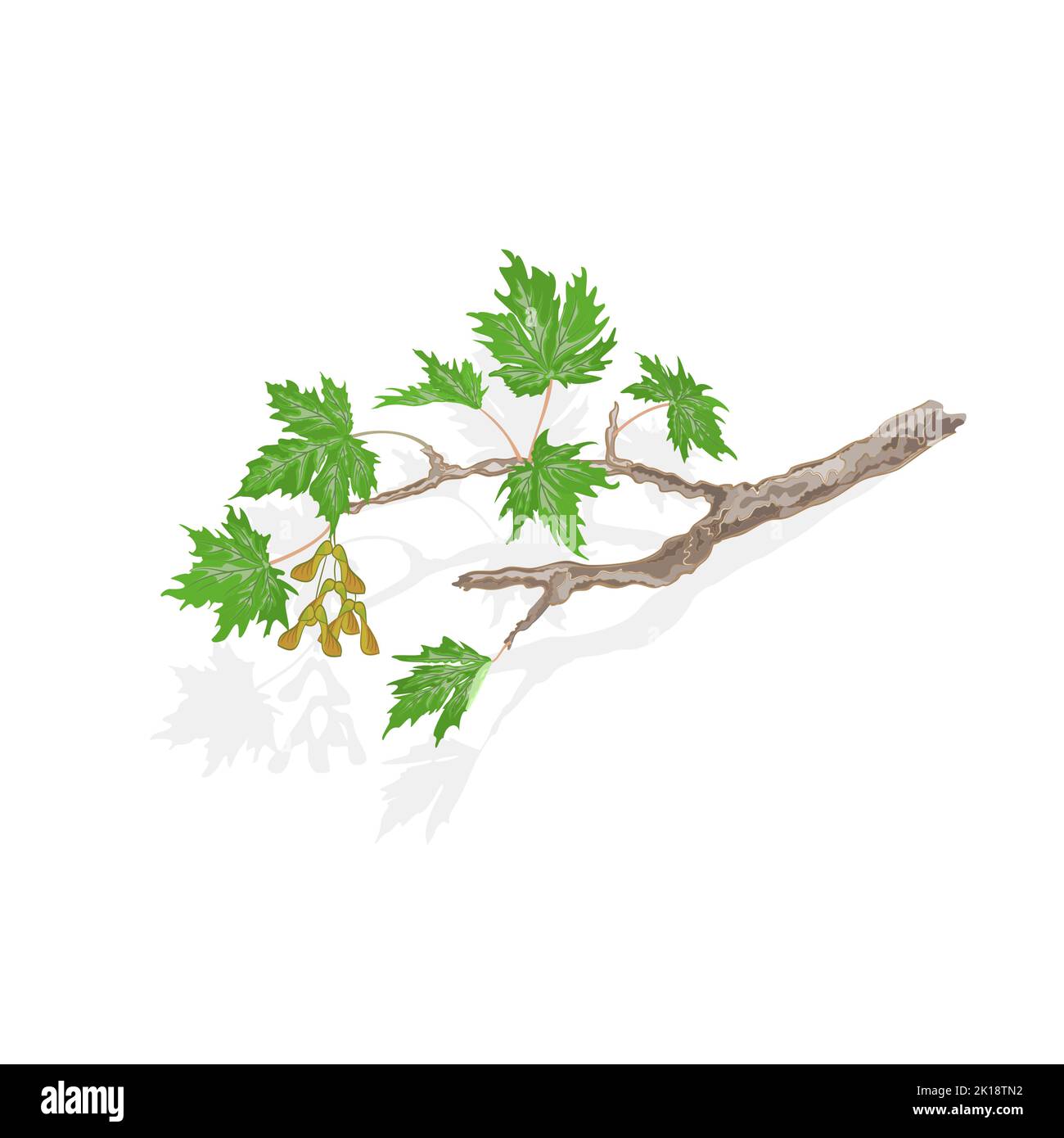 Maple branch and leaves on white background vector illustration Stock ...
