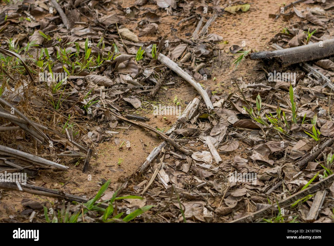 Leafcutter ants carrying plant material to their nest near the Piuval ...