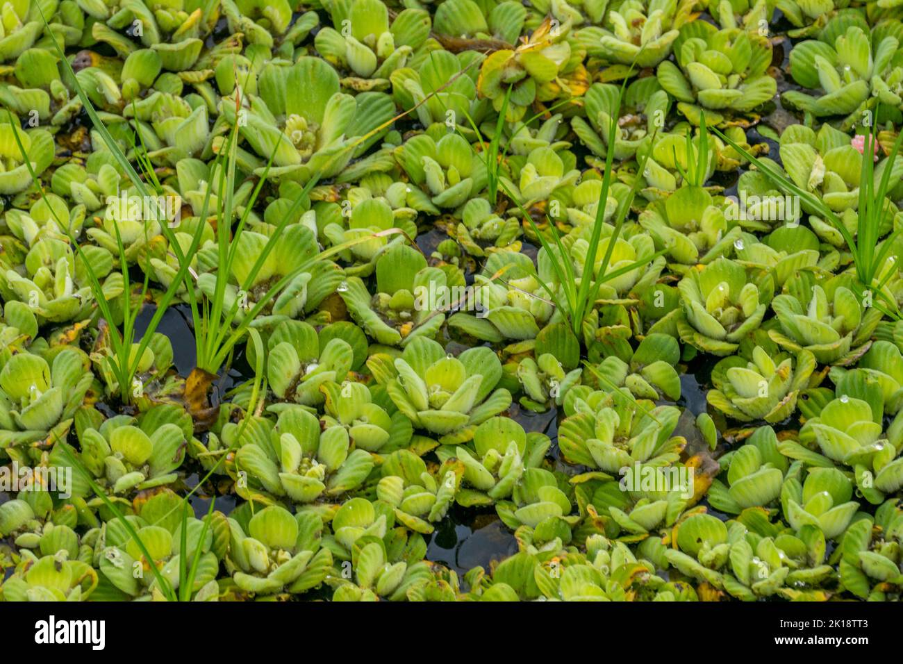 Aquatic plants in a wetland near the Piuval Lodge in the Northern ...
