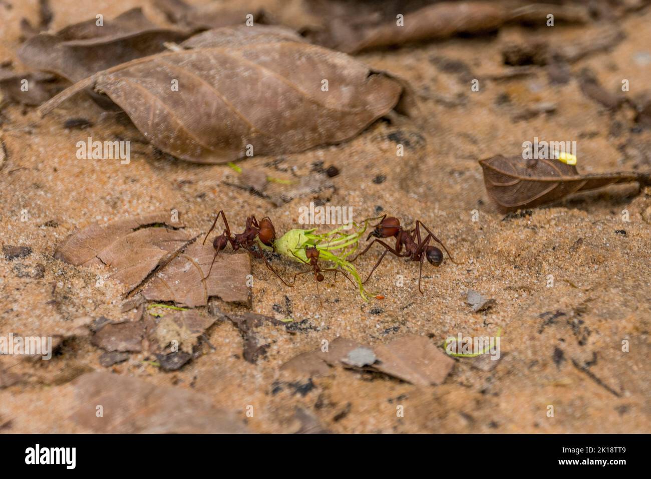 Leafcutter ants carrying plant material to their nest near the Piuval ...