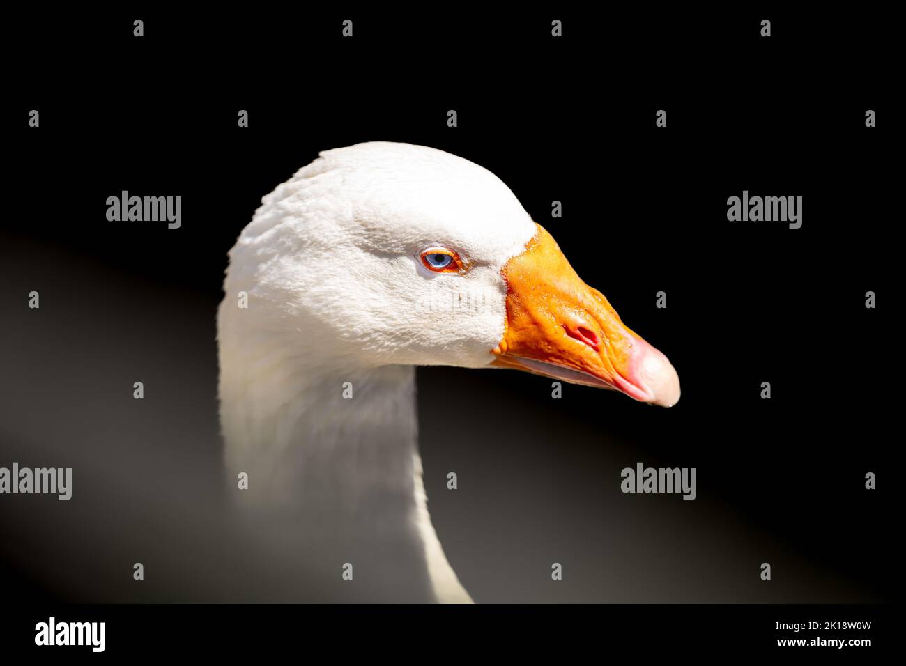 A side profile of a white goose with an orange beak Stock Photo - Alamy