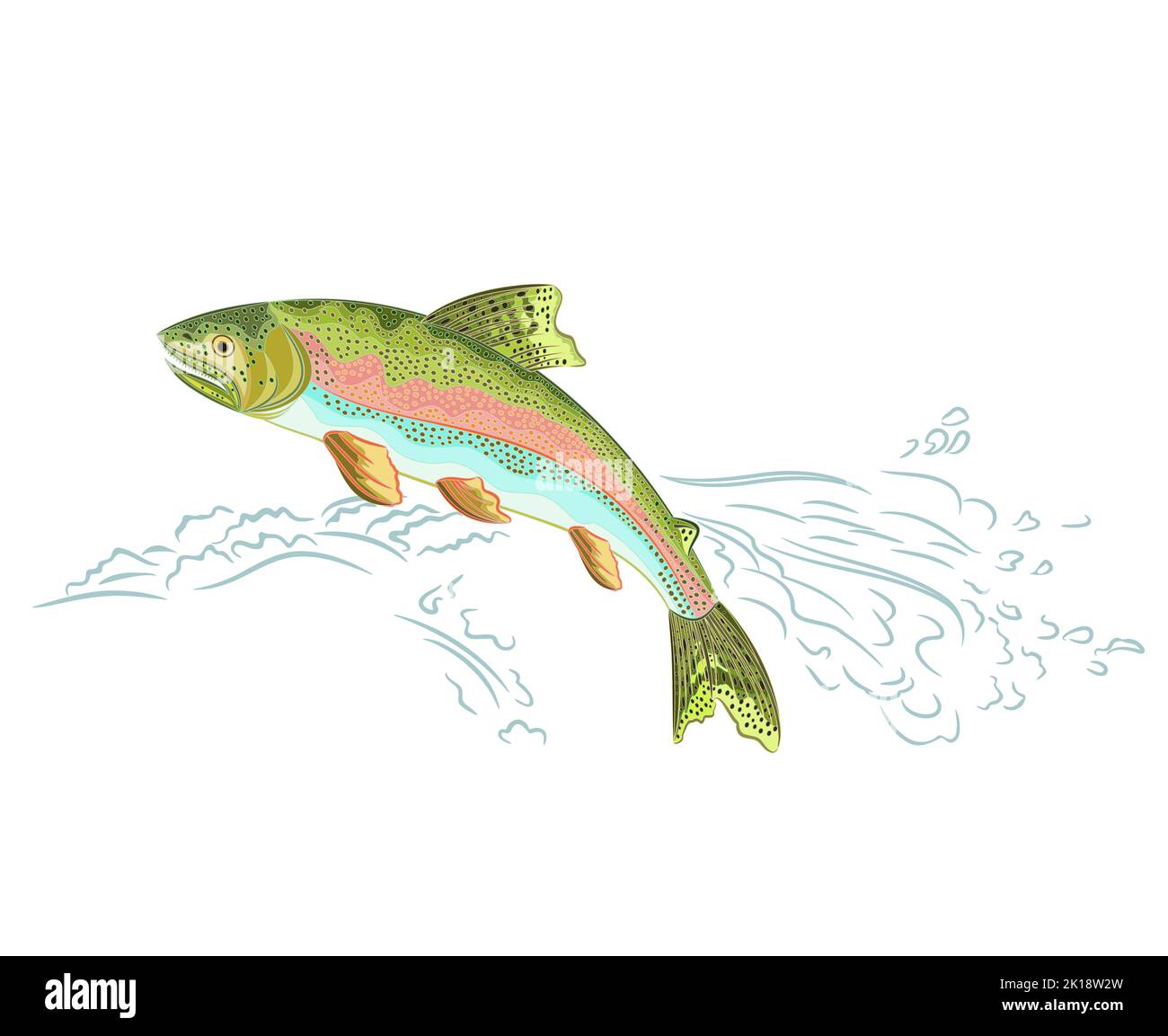 American rainbow trout jumps over the weir vector illustration Stock ...