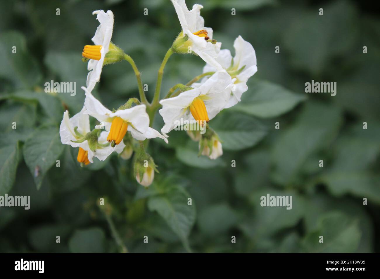 The potato tree is blooming. Beautiful inflorescence. Pink flower ...