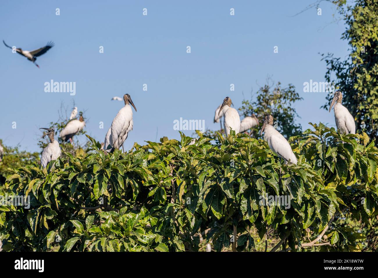 Wood storks (Mycteria americana) roosting in a tree along the ...