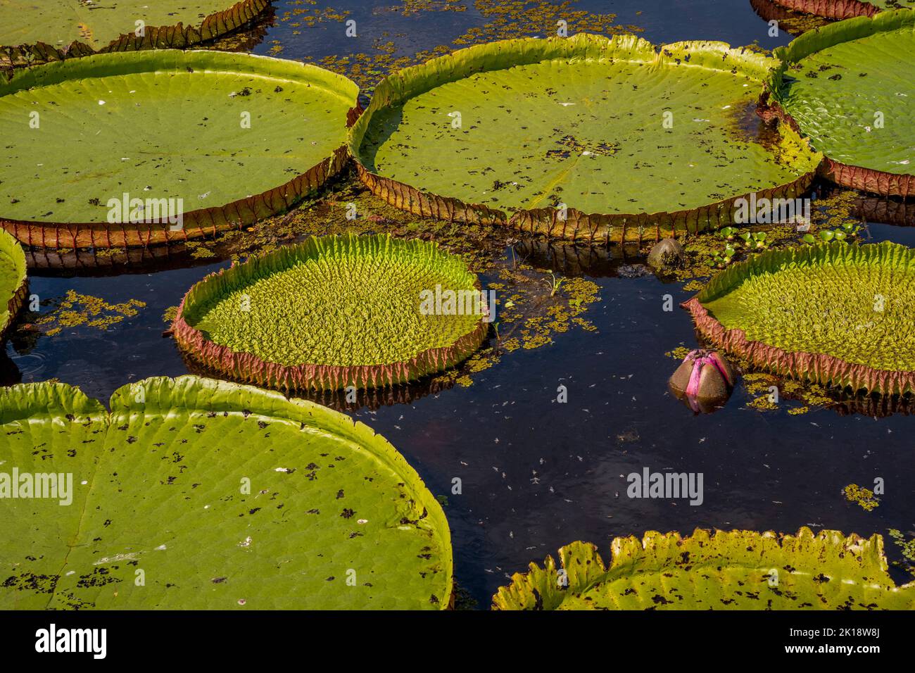 Spiny edge hi-res stock photography and images - Alamy