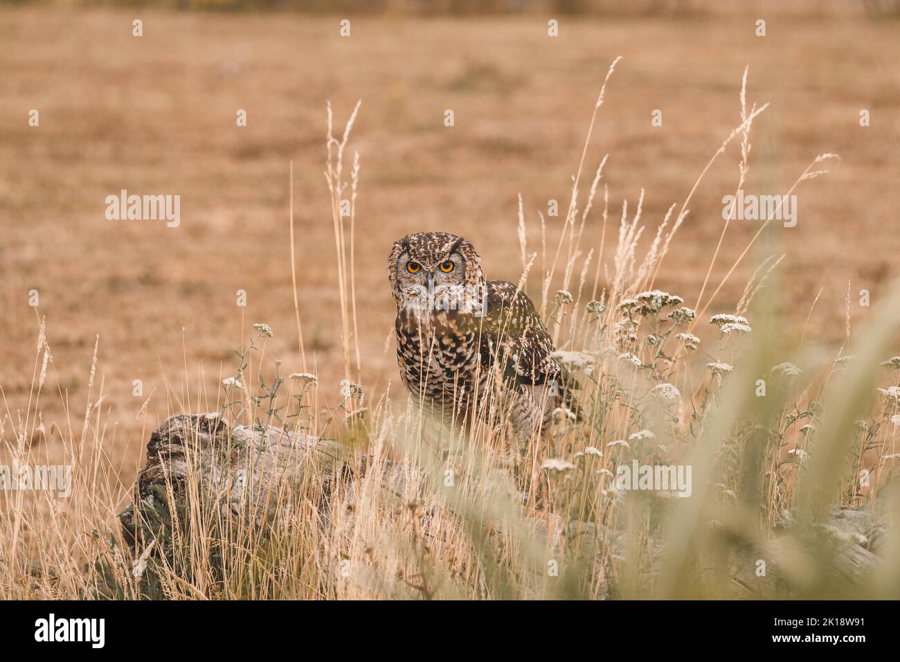 Cape eagle owl bubo capensis hi-res stock photography and images - Alamy
