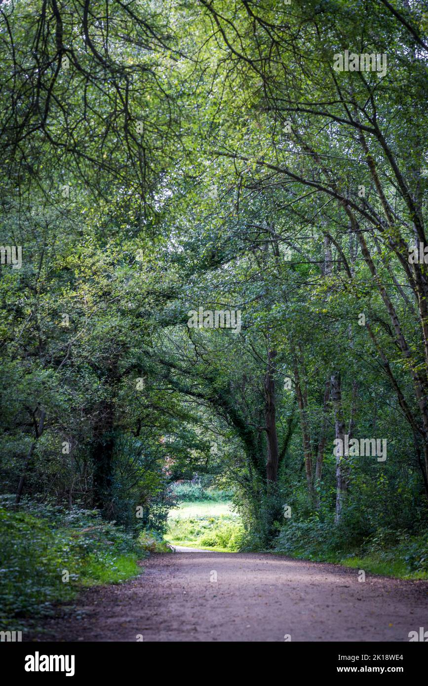 Epsom common, a Nature reserve in Surrey near Epsom, England, UK Stock ...