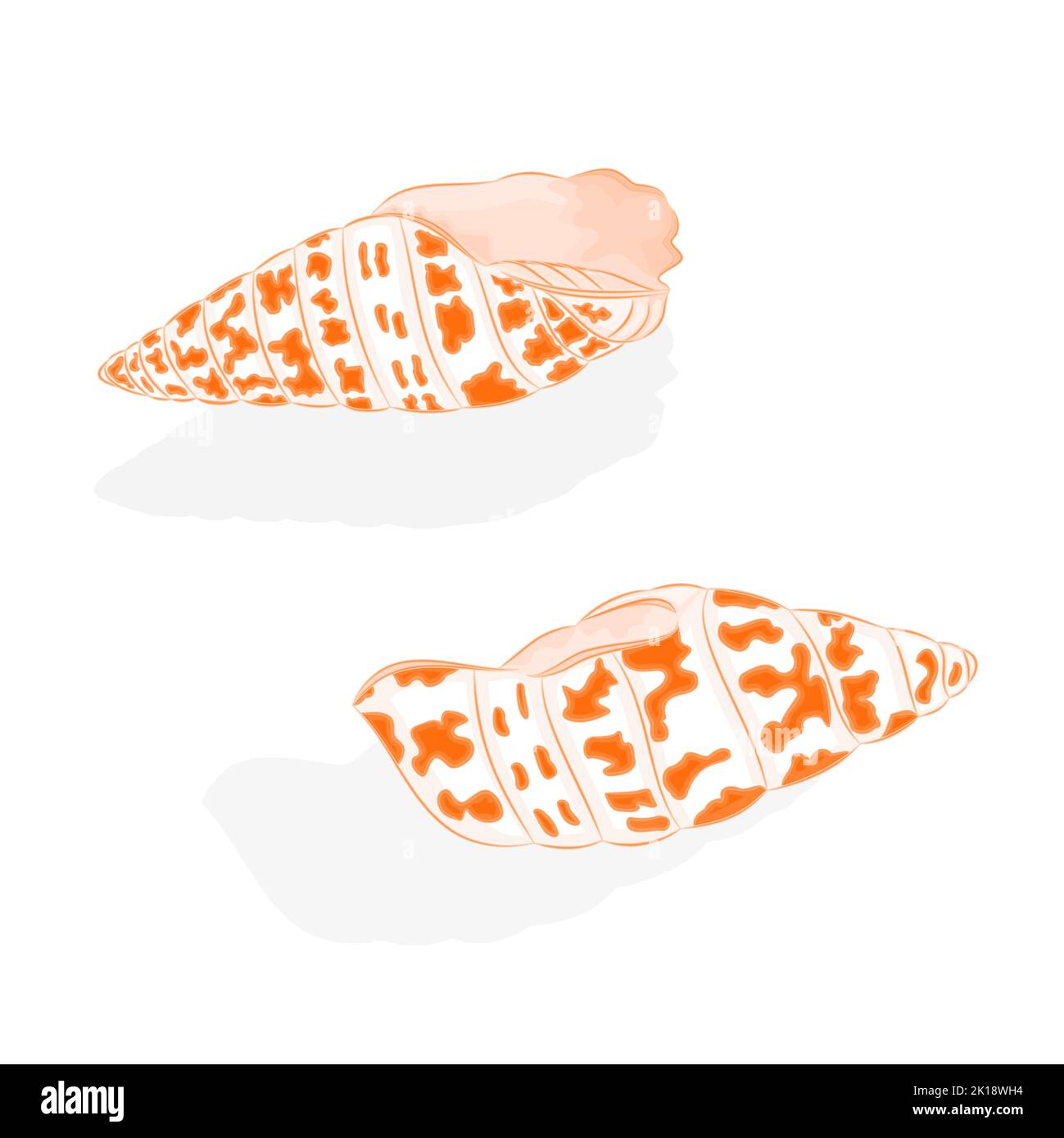 Sea Life two shells Vector Illustration Stock Vector Image & Art - Alamy