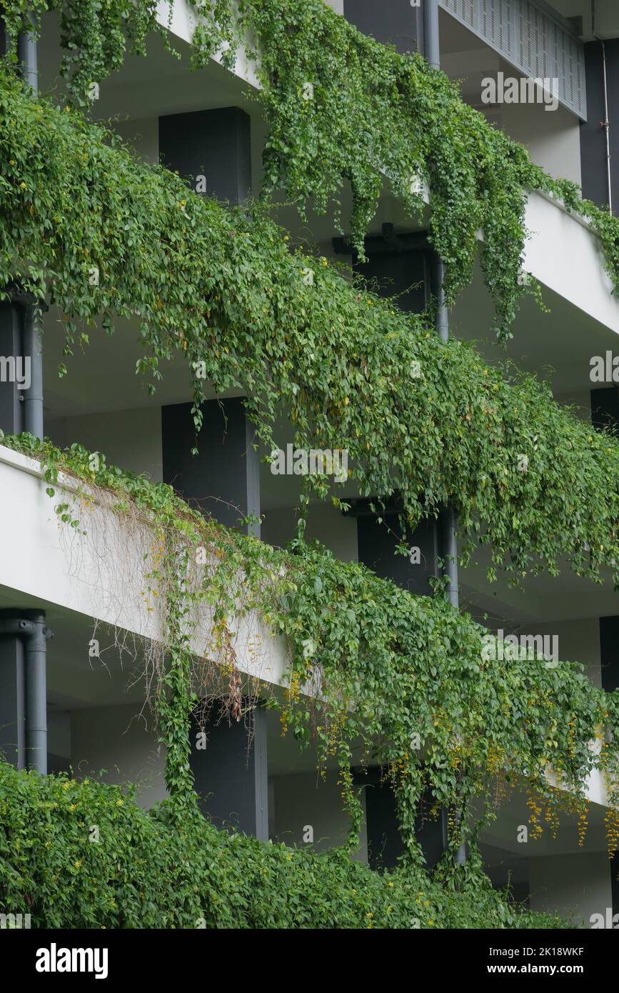 building with plants growing on the facade Stock Photo - Alamy