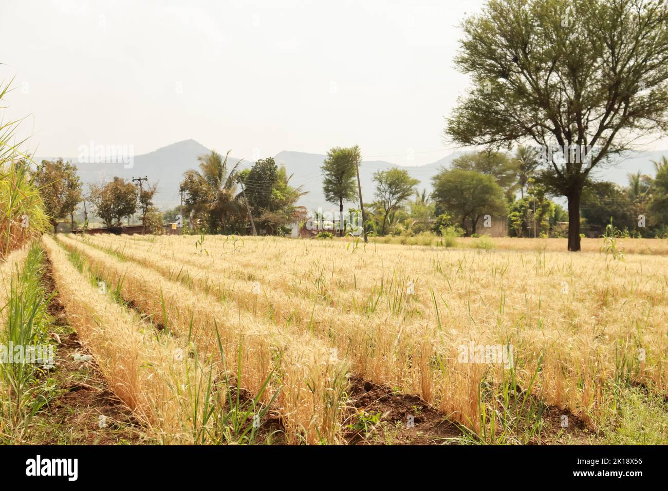 wheat field with grown wheat crops from farms in India Stock Photo - Alamy