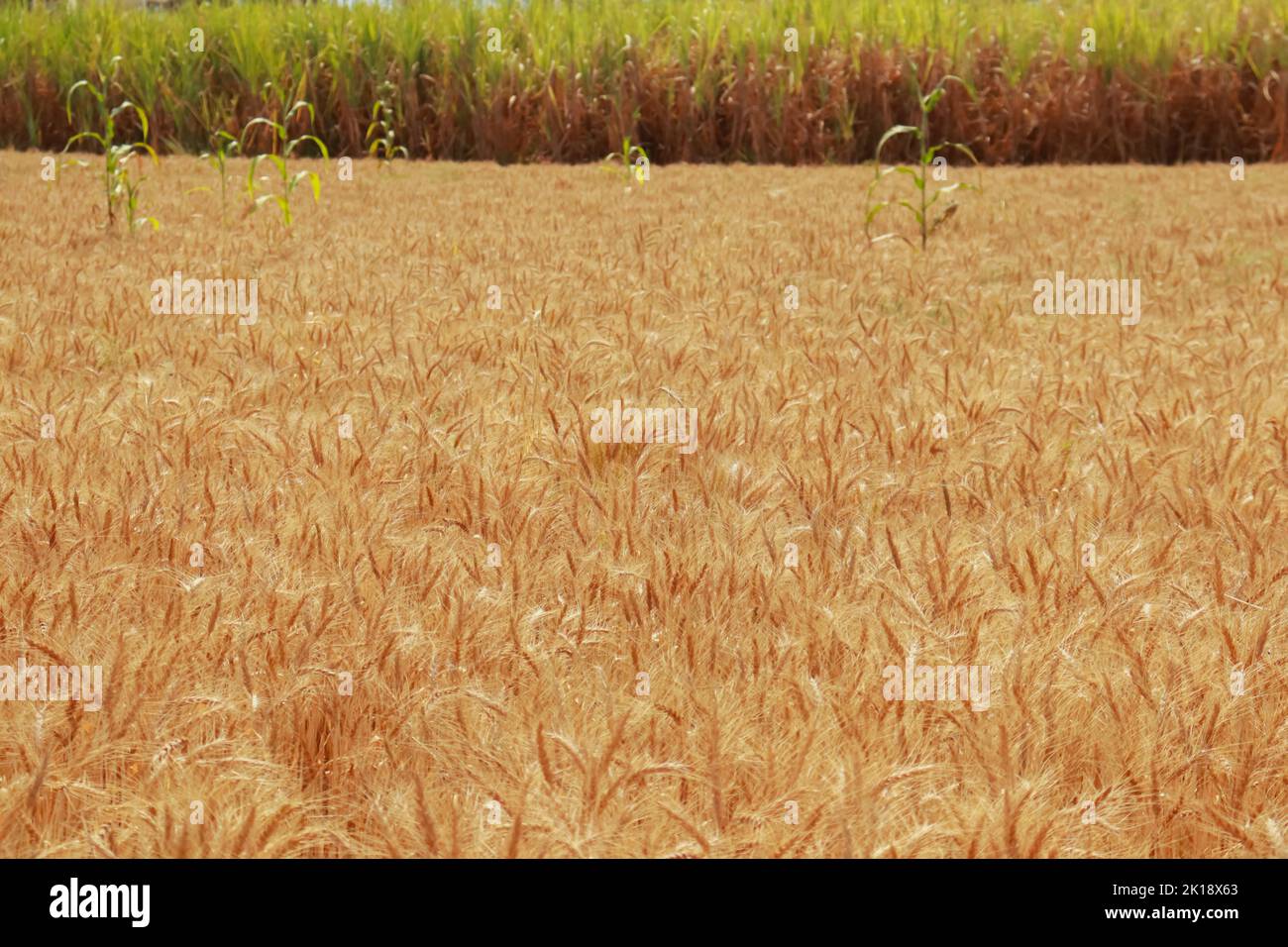 wheat field with grown wheat crops from farms in India Stock Photo - Alamy