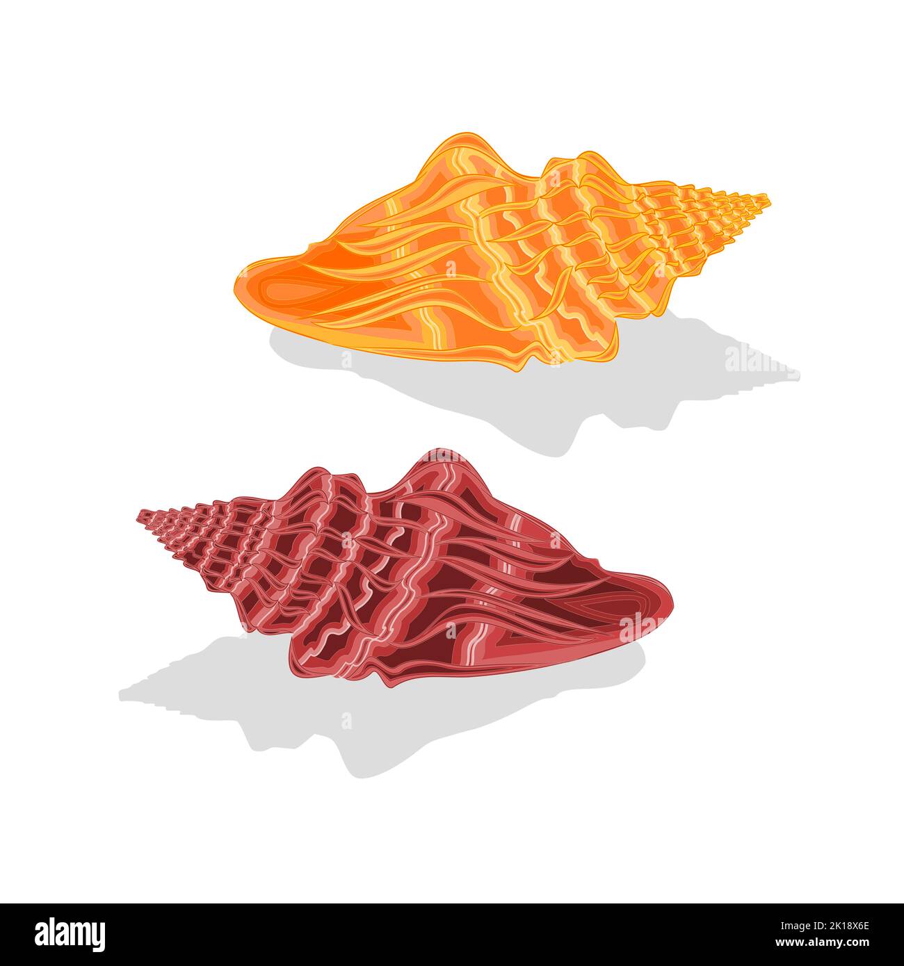 Two Sea shells Vector Illustration Stock Vector Image & Art - Alamy