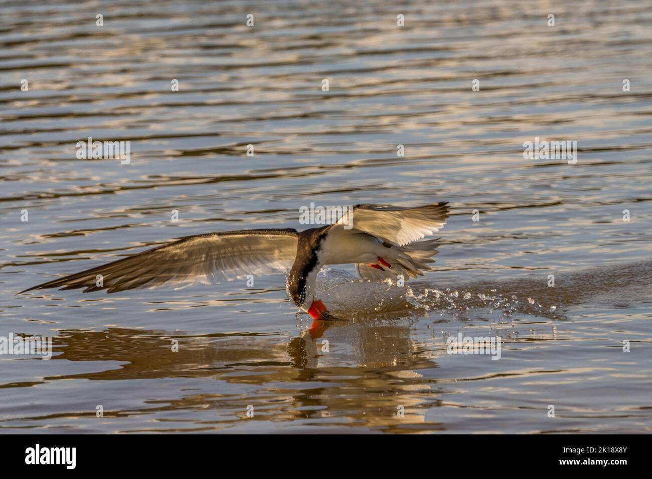 A Black skimmer (Rynchops niger) is feeding by skimming over the water ...