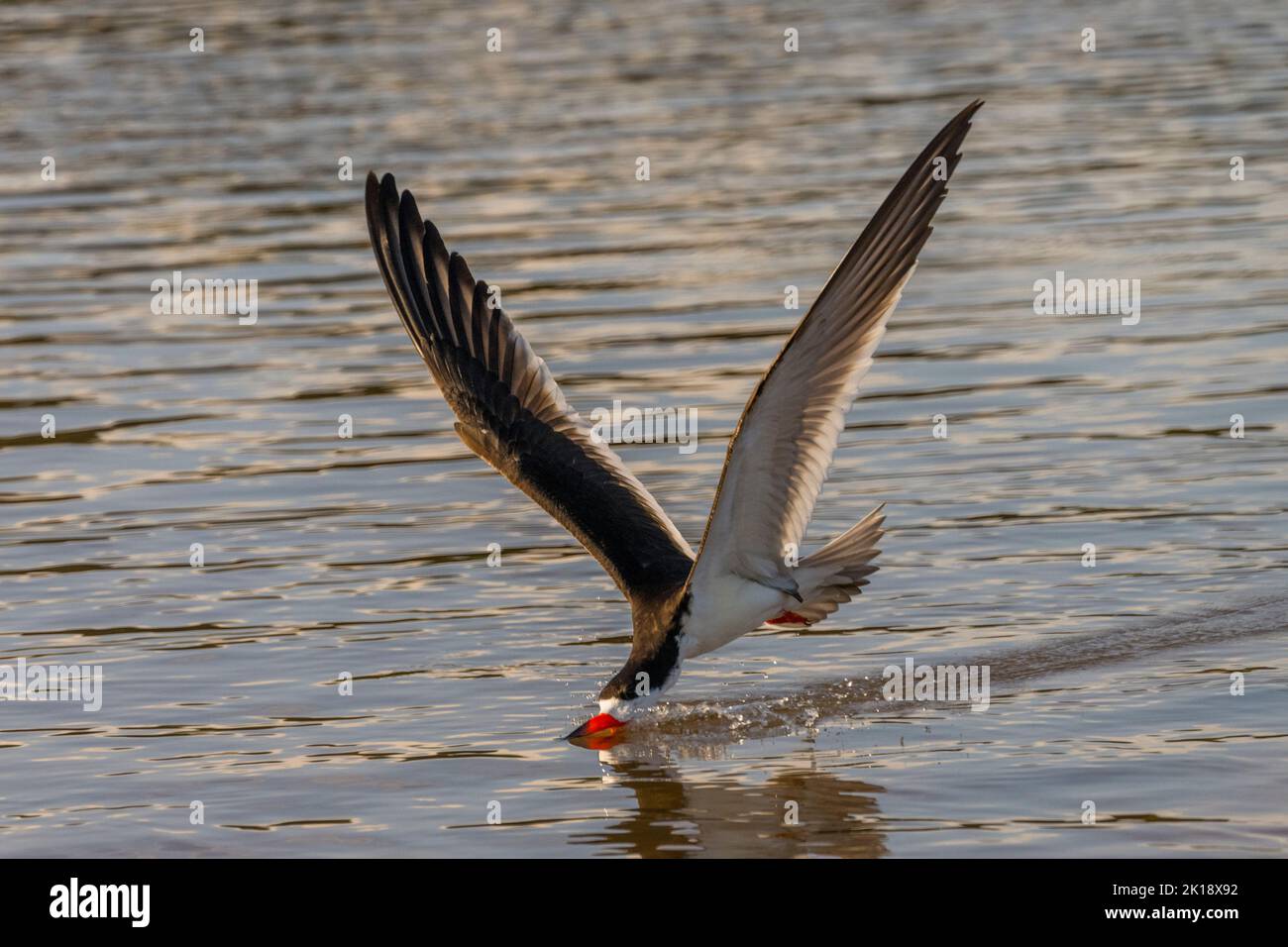 A Black skimmer (Rynchops niger) is feeding by skimming over the water ...