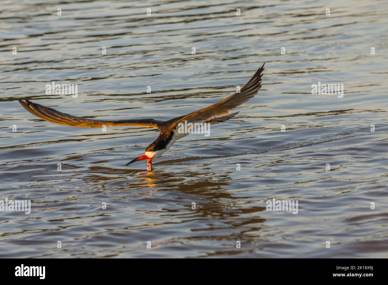 A Black skimmer (Rynchops niger) is feeding by skimming over the water ...