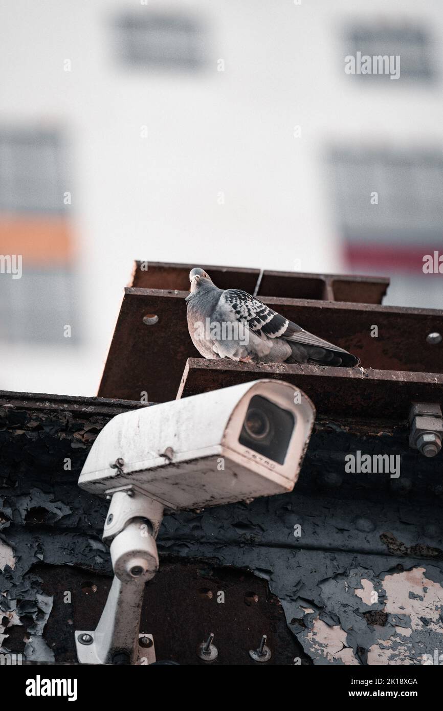 A pigeon on a roof above a surveillance camera Stock Photo - Alamy
