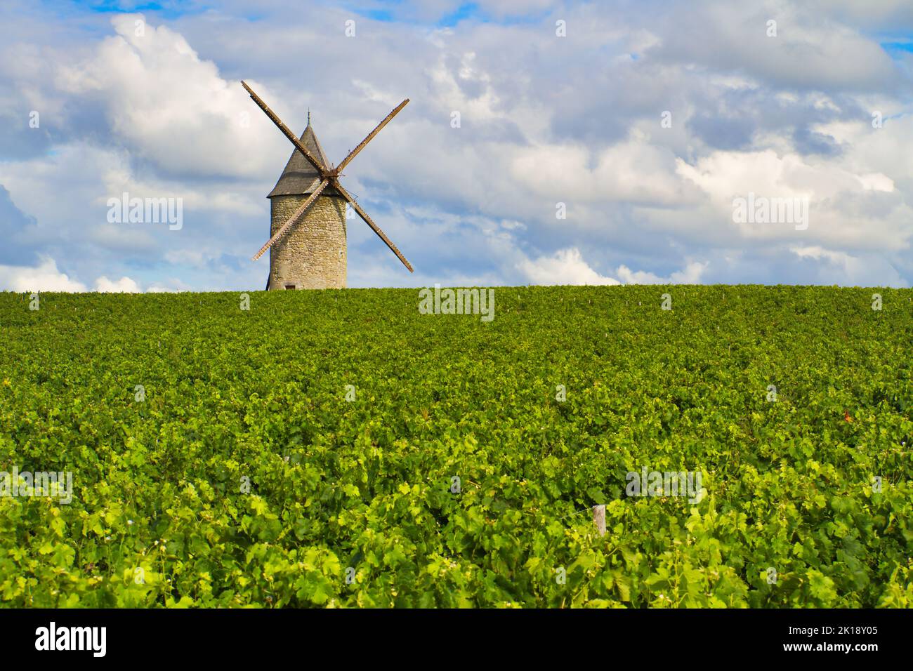 Field of grapevines hi-res stock photography and images - Alamy