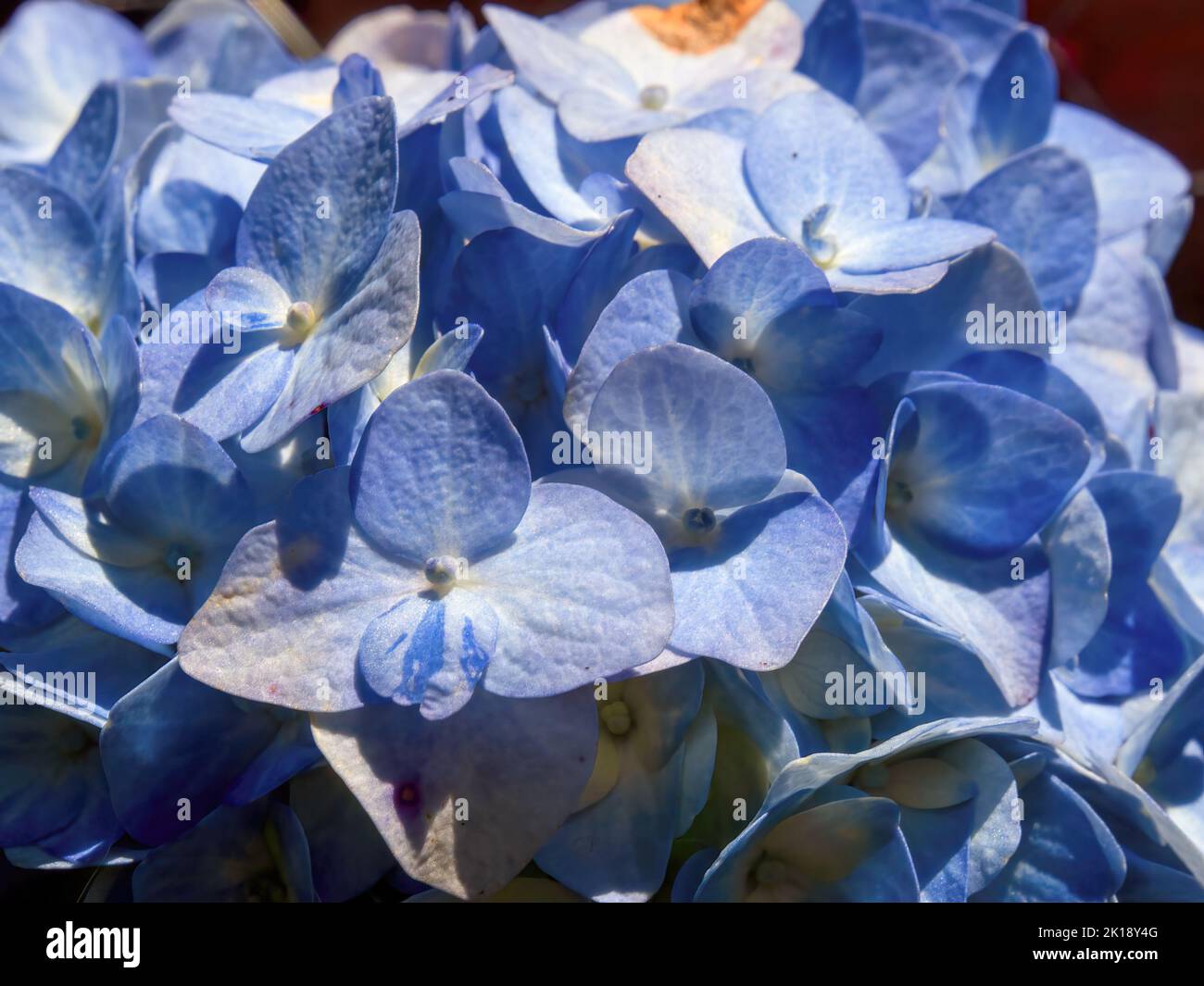 Macro photography of a beautiful bouquet of blue hydrangea flowers ...