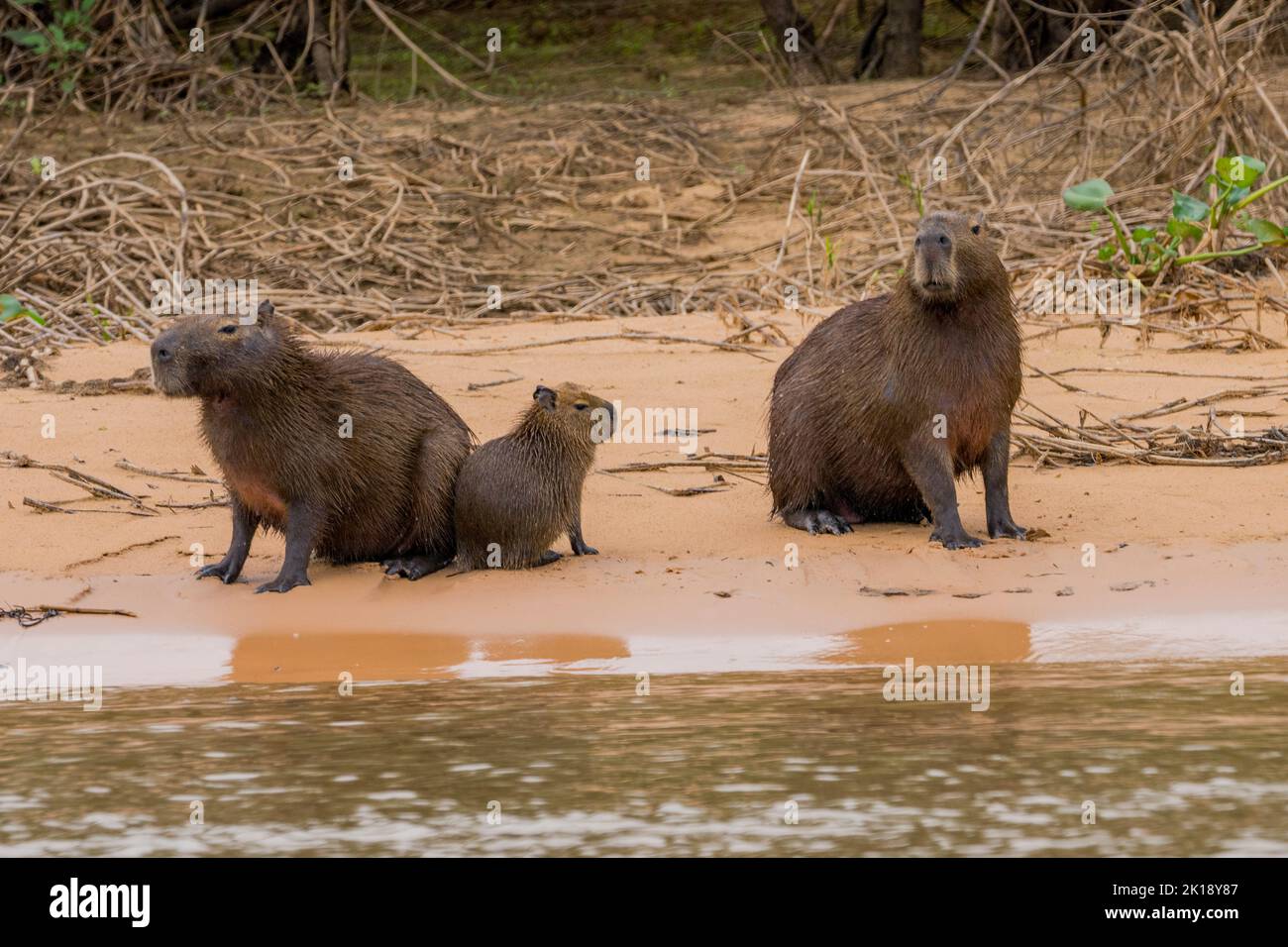 Capybara (Hydrochoerus hydrochaeris) family on a beach of a tributary ...