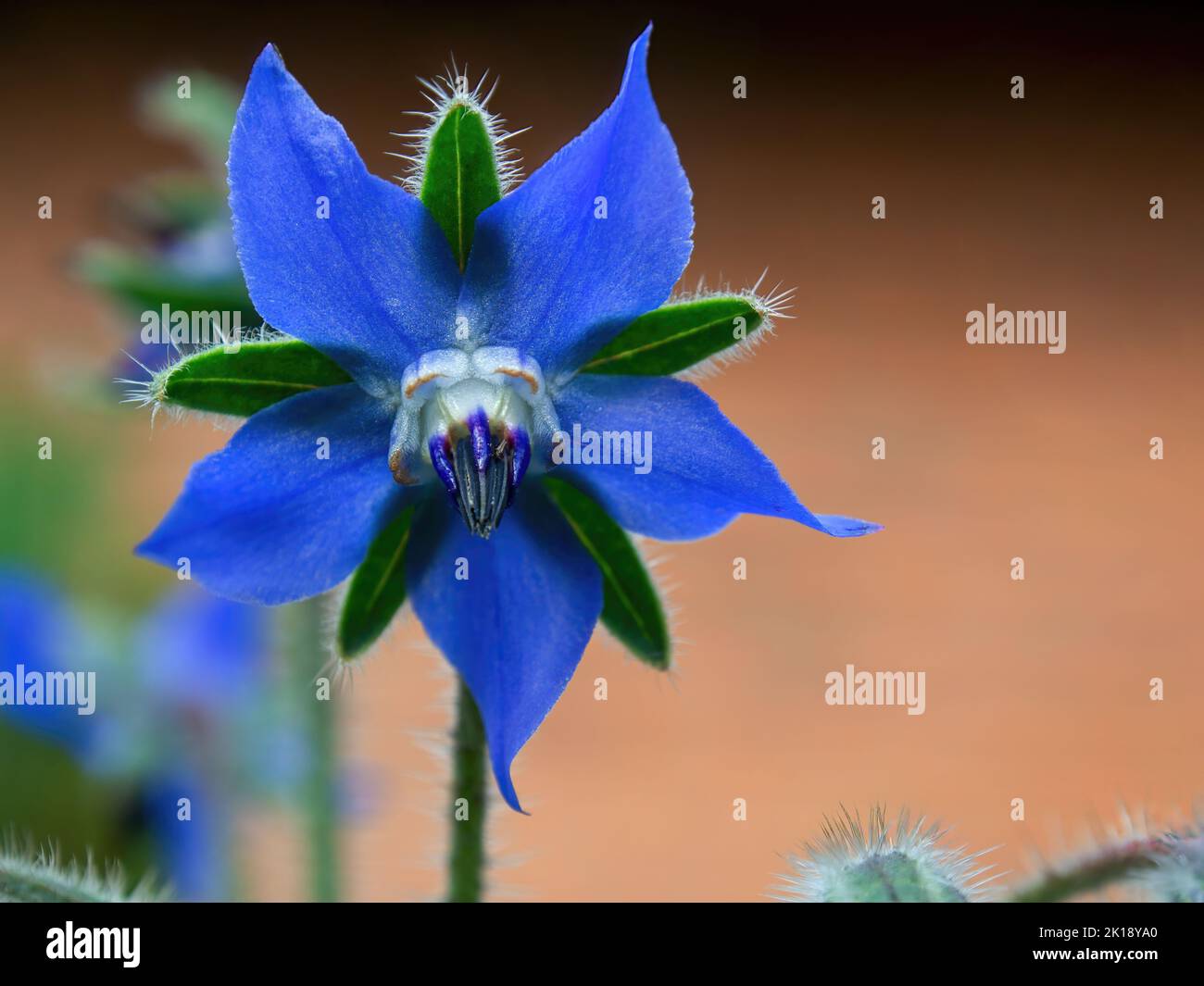 Macro photography of a borage flower captured in a farm near the ...