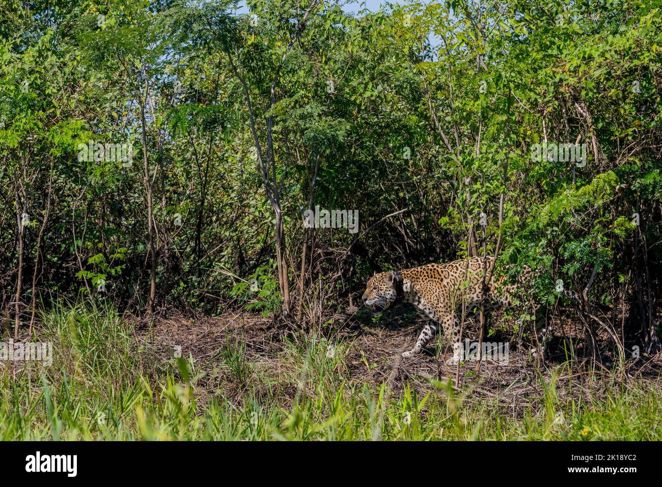 A male Jaguar (Panthera onca) with a radio collar is walking along a ...