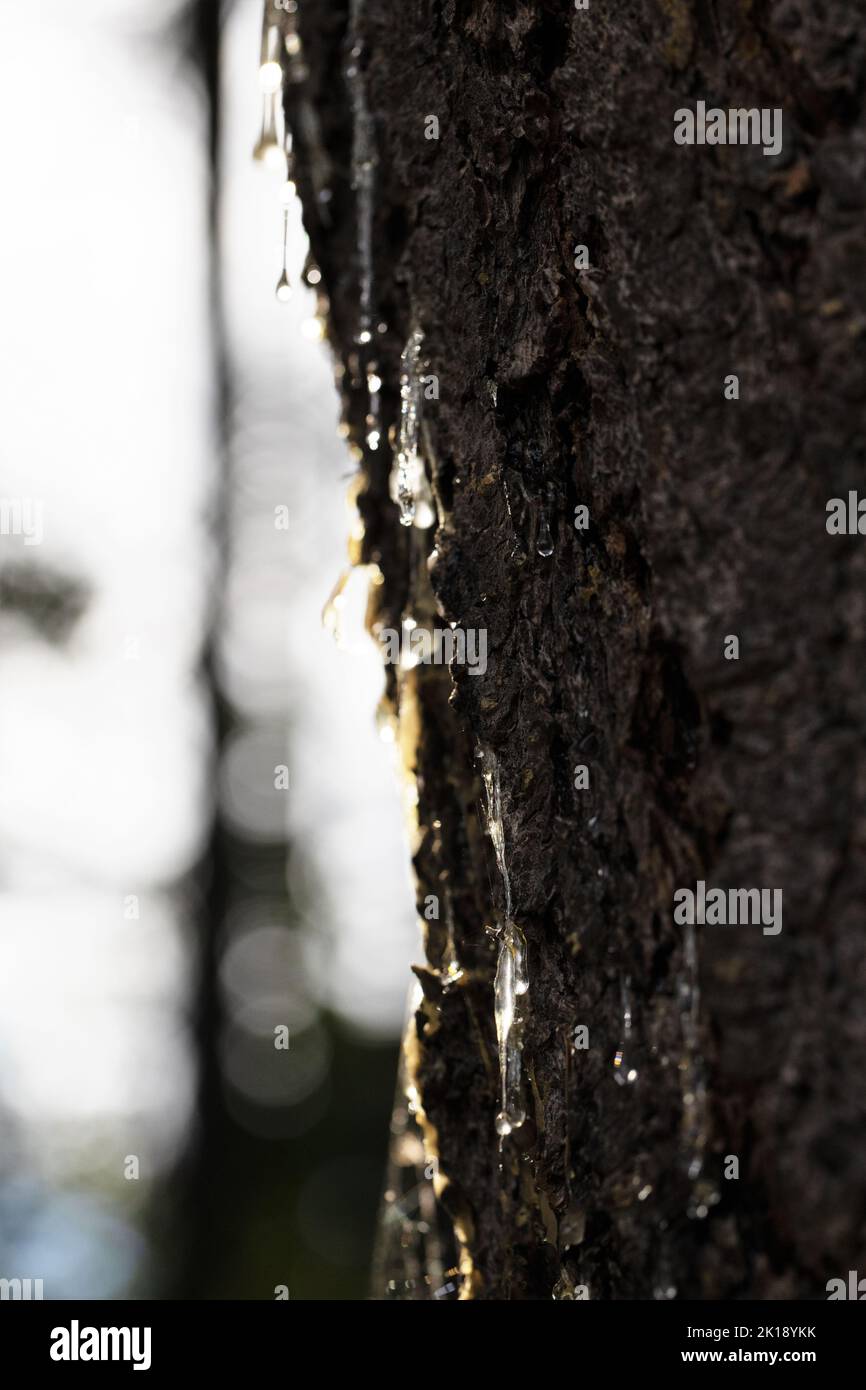 Sun glistening through sap dripping down the side of a pine tree Stock ...