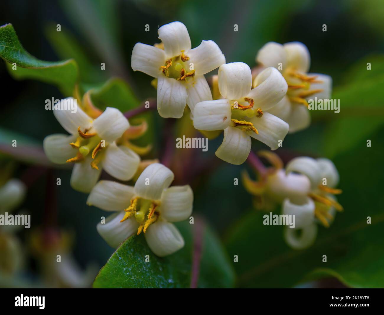 Macro photography of Colombian oak flowers, captured in a forest near ...