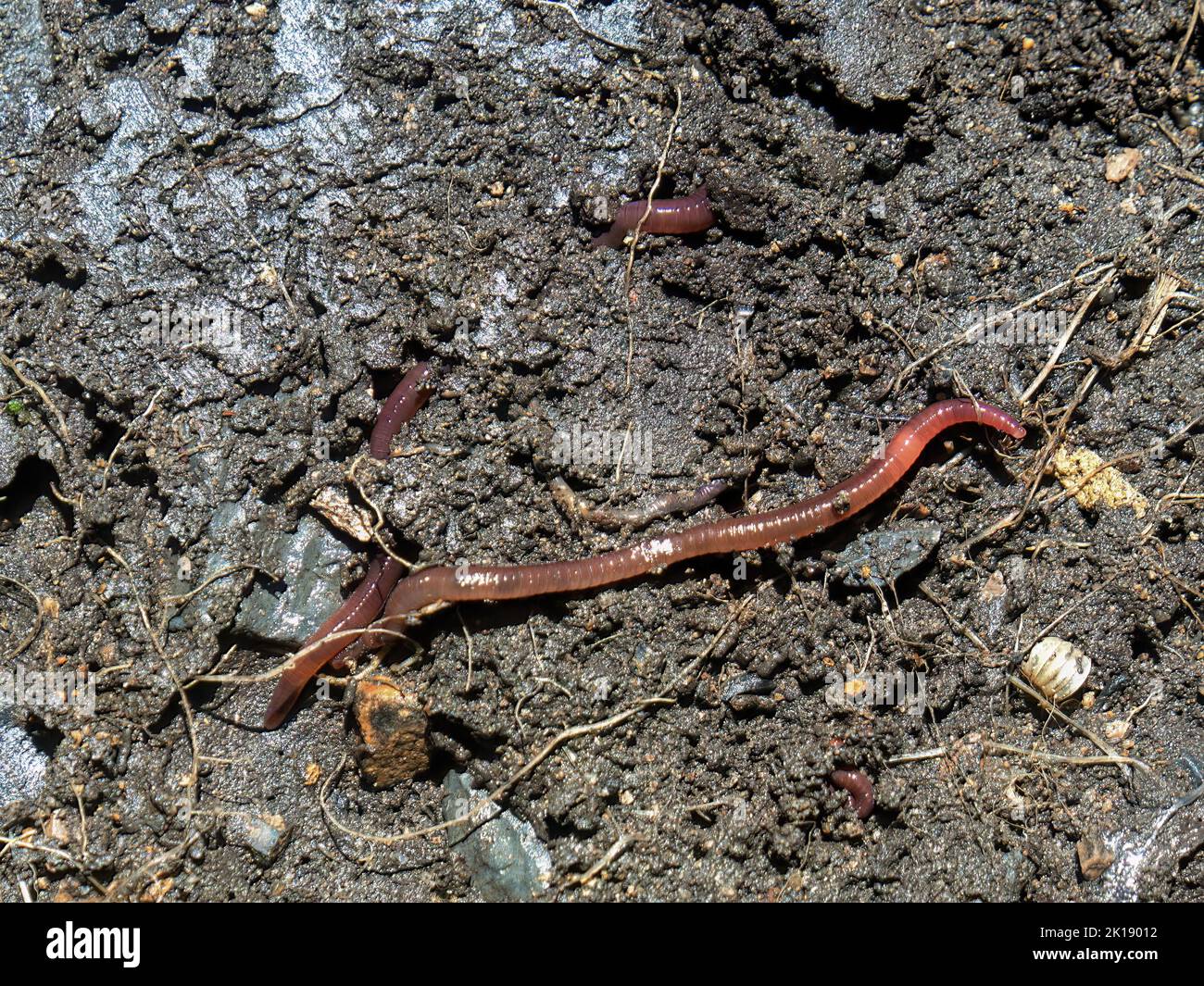 Close-up photography of some earthworms in the dirt with the light of ...