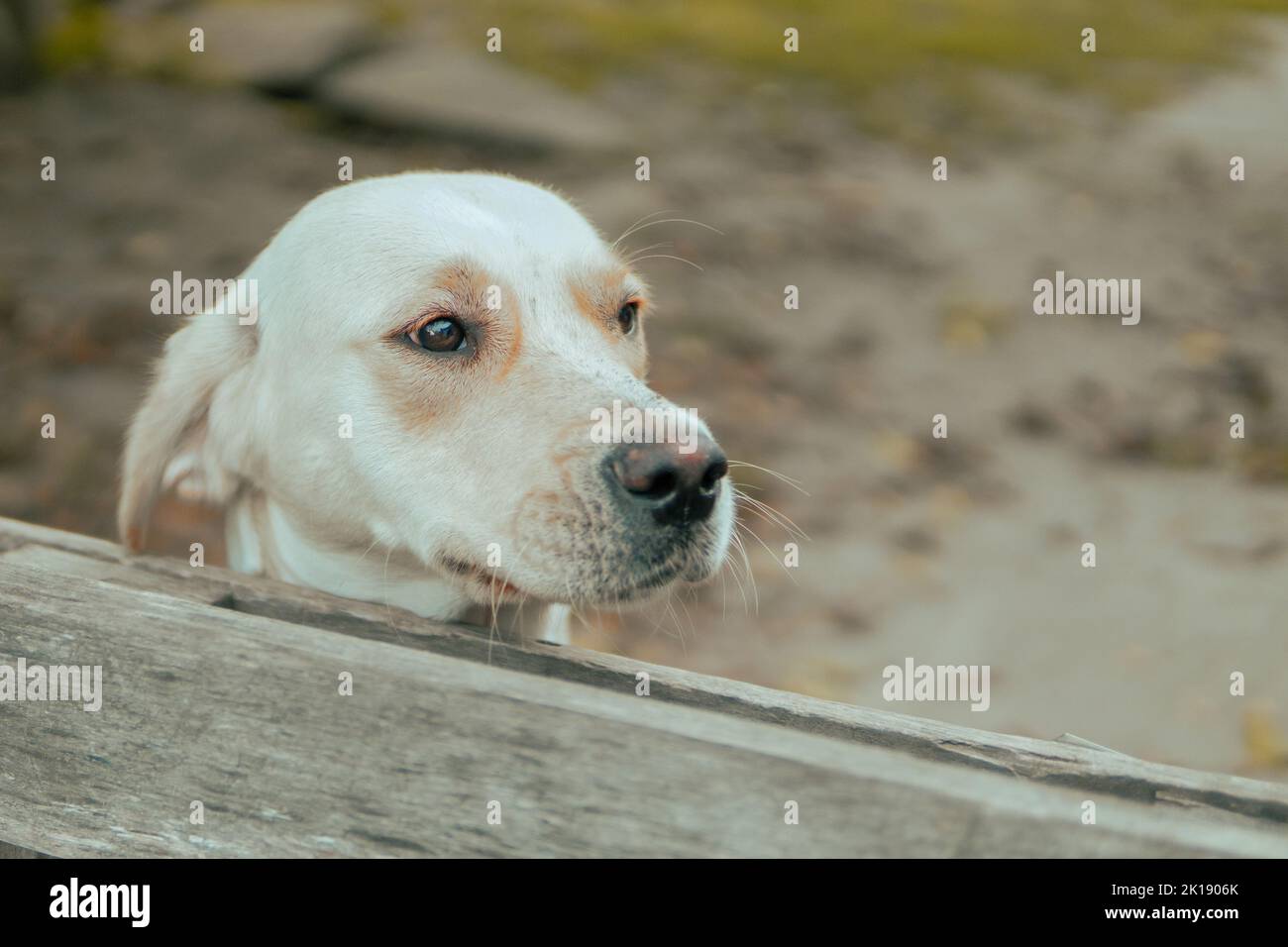 young yellow labrador looking away, outdoor dog portrait Stock Photo ...
