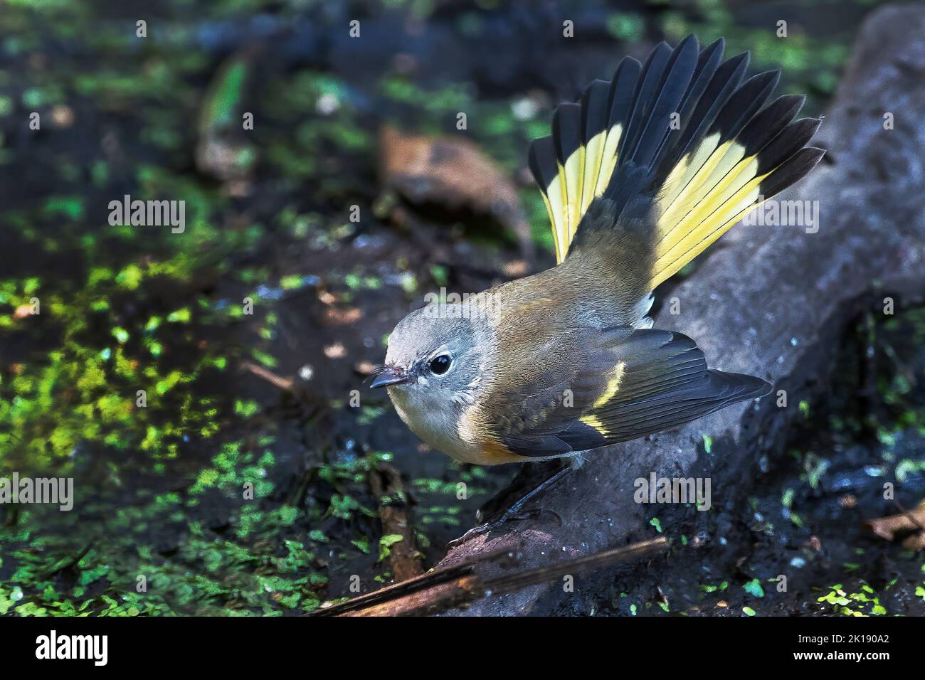 American Redstart Male And Female