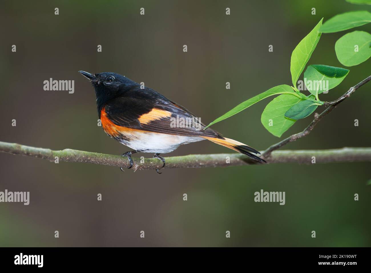 Adult male American redstart warbler in spring Stock Photo - Alamy