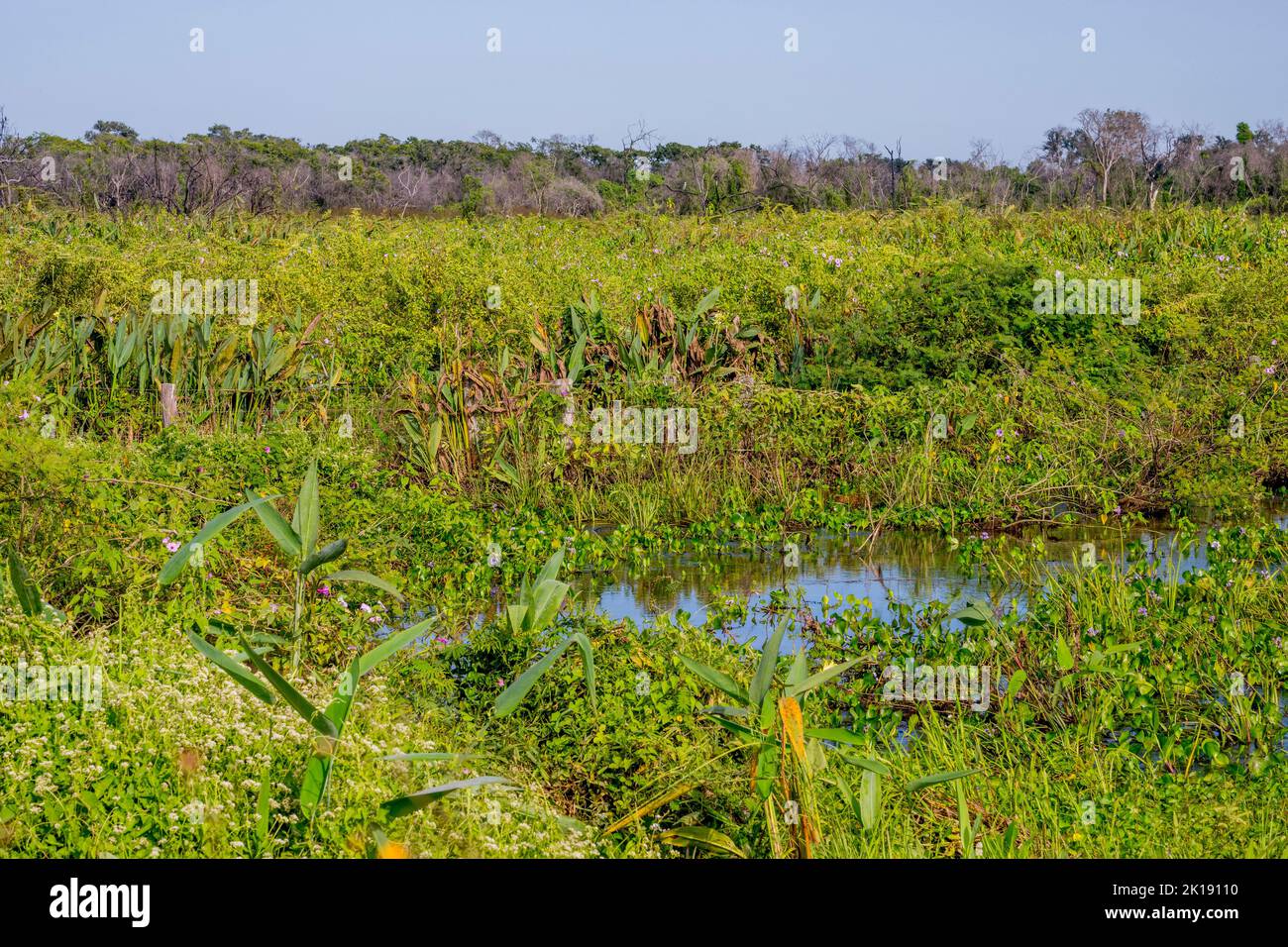 The Pantanal wetlands along the Transpantaneira Road in the Northern ...