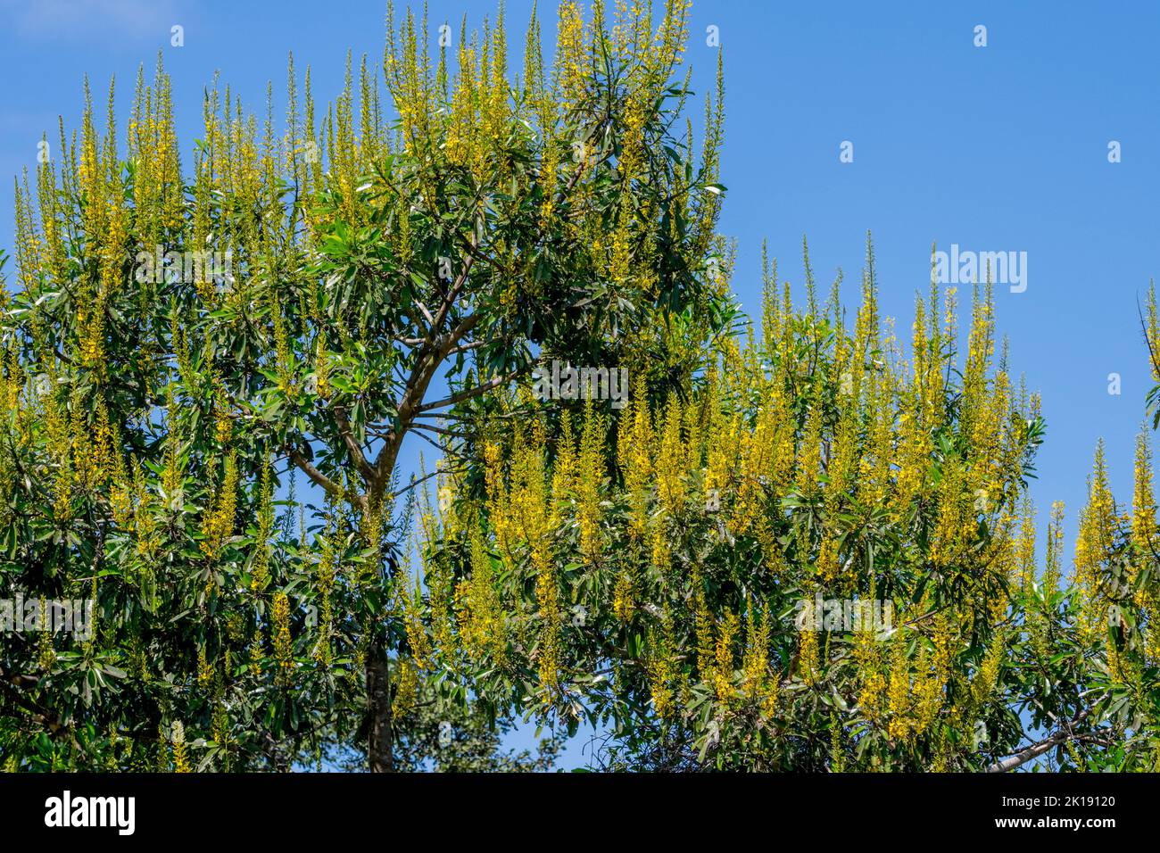 A yellow flowering tree, locally called Cambara (Vochysia divergens ...