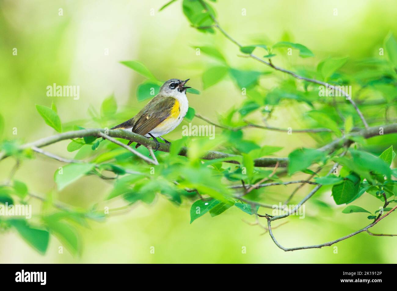 female,American redstart warbler in spring Stock Photo - Alamy