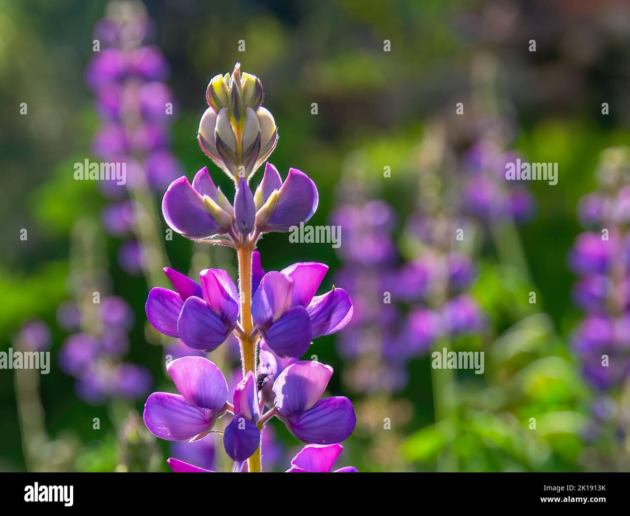 Macro photography of a lupin flower, taken at the countryside of the ...