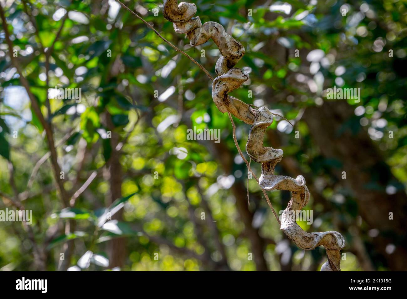 Monkey ladder vine hi-res stock photography and images - Alamy