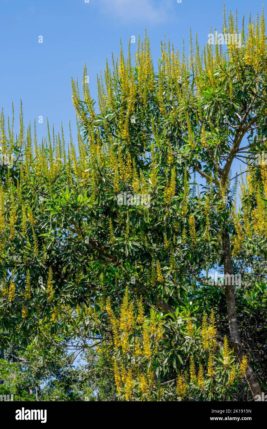 Cambara tree hi-res stock photography and images - Alamy