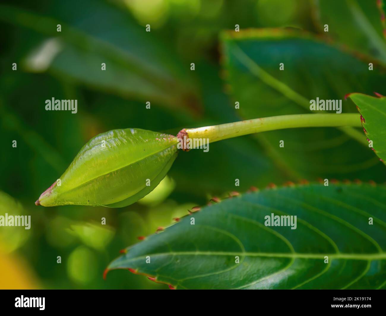 Macro photography of a poor mans rhododendron seed pod, captured in a ...