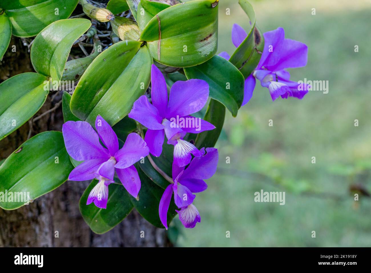 Cattleya orchids growing in the garden of the Aymara Lodge in the ...