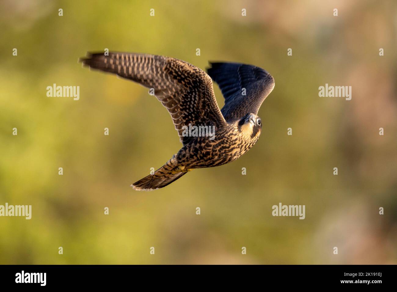 (Ottawa, Canada---15 September 2022) A peregrine falcon flying away ...