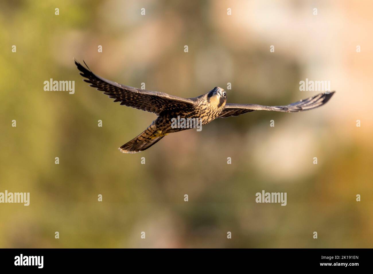 (Ottawa, Canada---15 September 2022) A peregrine falcon flying away ...